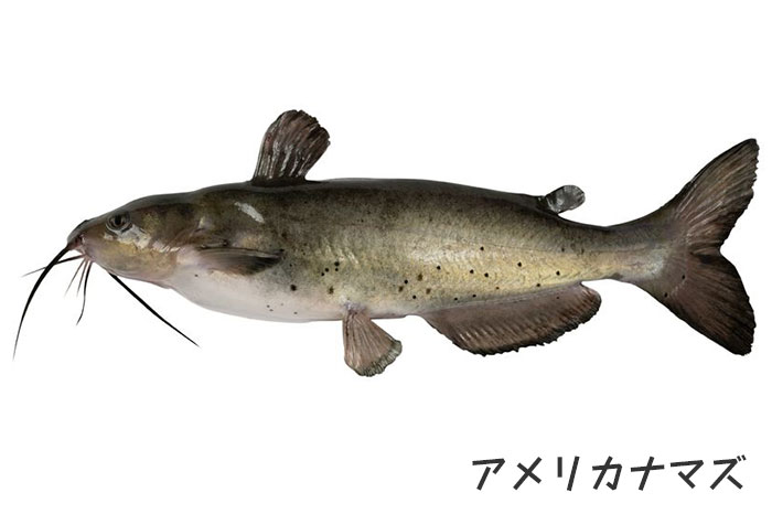 ナマズって食べれるの？ナマズの美味しい食べ方 | たべるご